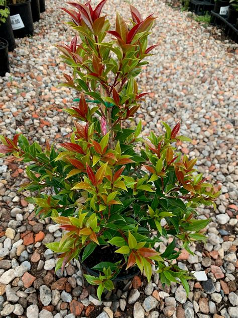 Lilly Pilly Winter Lights Sydneys Plant Market