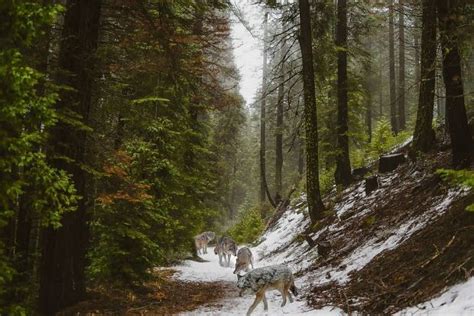 Bugging Out To the Woods - Should You Do It?