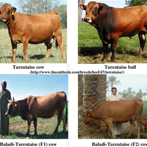 Pdf Genetic Diversity And Structure Of Native Egyptian Cattle