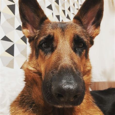 Создать мем собака немецкая порода немецкая овчарка овчарка Картинки Meme