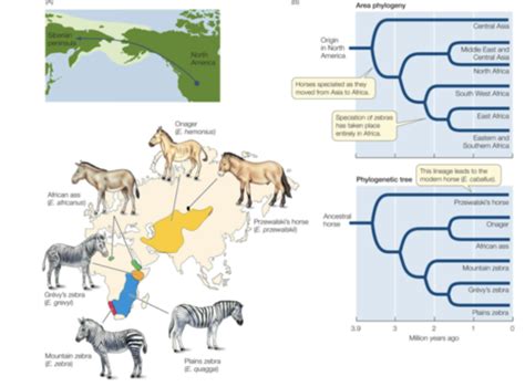 Lecture 37 Intro To Ecology Flashcards Quizlet