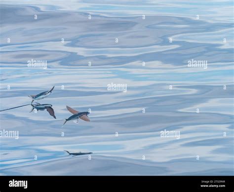 Flying Fish Exocoetidae On Glassy Seas Off The North Coast Of New