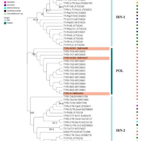 Phylogenetic Tree Constructed Based On Nucleocapsid N Protein Gene Download Scientific