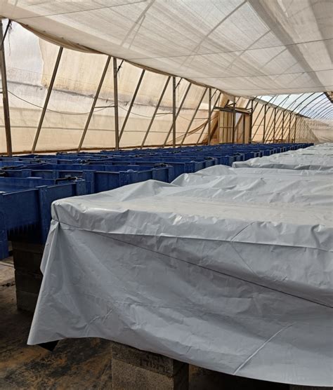 Dwc System Growdirector