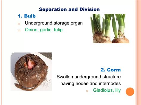 Plant Propagation Methods Pptx Woodworking Arts And Crafts