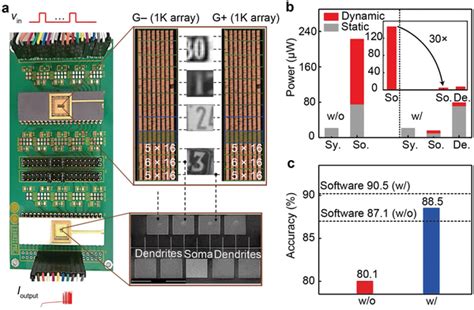 Single‐layer Neural Networks With Dendrites A Photograph Of The