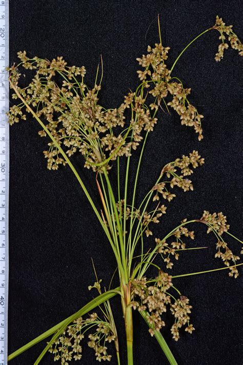 Scirpus Cyperinus Cyperaceae