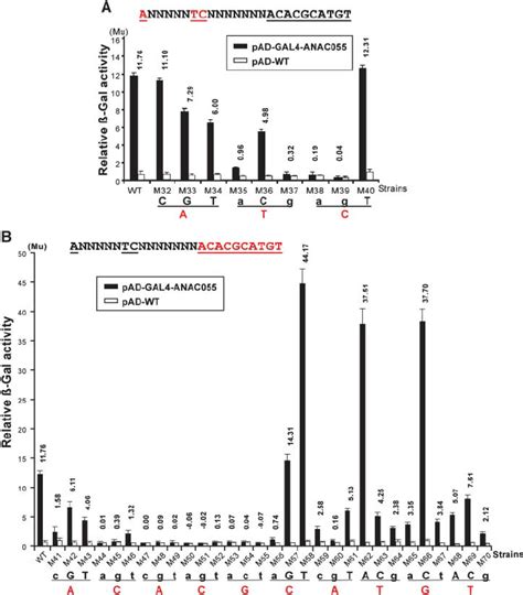 Determination Of The Core Dna Binding Motif Using Gal4ad Anac055 Fusion