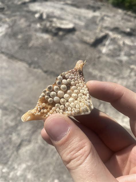 Is This Part Of A Fish Jaw Rwhatsthisfish