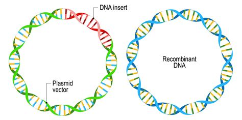 Circuit Seq Circular Reconstruction Of Cut In Vitro Transposed