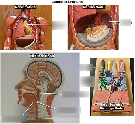 Lymphatic Structures 2 Diagram Quizlet