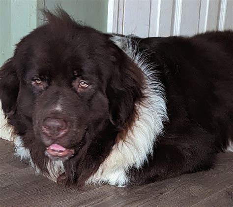 Just Loafin 🍞 Around Rnewfoundlander