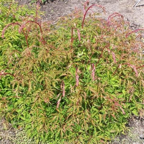 Arunkas Woldemar Meier