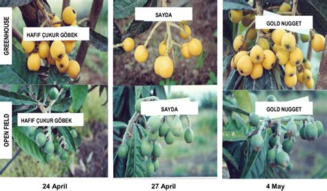 Fruit Maturities Of Some Loquat Cultivars In Greenhouse And Open Field