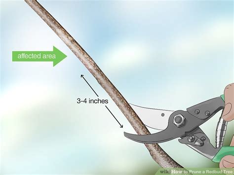 How To Prune A Redbud Tree With Pictures Wikihow