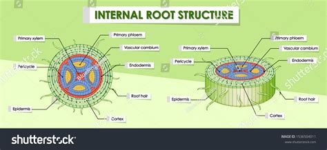 Diagram Showing Internal Root Structure Illustration Stock Vector Royalty Free 1536504011