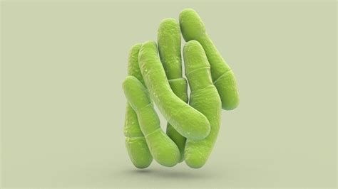 Corynebacterium 3d Model Turbosquid 2076023