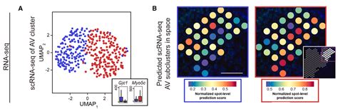 Two Platforms One Powerful Spatial Biology Toolkit When And How