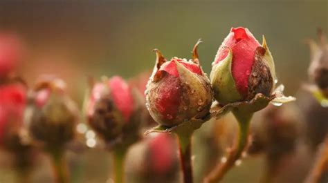 장미 봉오리 꽃 꽃봉오리 꽃잎 배경 일러스트 및 사진 무료 다운로드 Pngtree