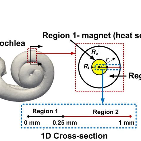 The Cochlear 3d Model Is Uncoiled And A Cross Section Of The Uncoiled Download Scientific