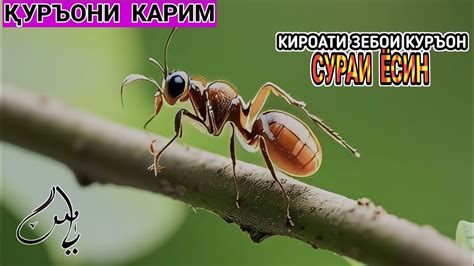 Зикри шом ~ Тироати зебои Куръони карим ~ Сураи Ёсин - YouTube