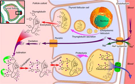 The Thyroid Gland Structure Function Teachmephysiology