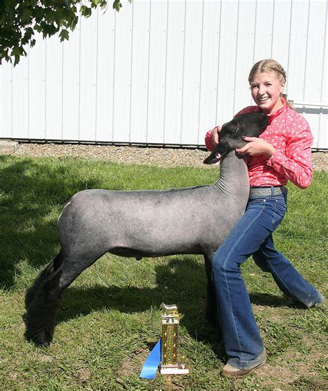 Show Market Lamb