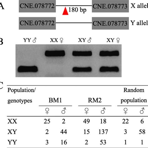Association Between Genotypes And Phenotypic Sex At An Indel Marker In