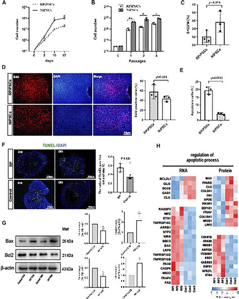 Increased Apoptosis In Ipscs And Ros With Ush2a Variants A B Cell
