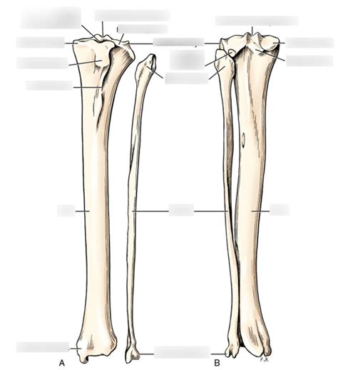 Tibia Diagram Quizlet