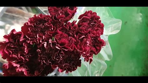 콜롬비아 카네이션 쥬리고 생화 꽃집 꽃집창업 꽃값 온라인꽃시장 온라인꽃도매 인터넷꽃시장 인터넷꽃도매 서울꽃시장 꽃농장 꽃배송 생화배송 생화도매 생화택배 꽃배달 생화배달 생화