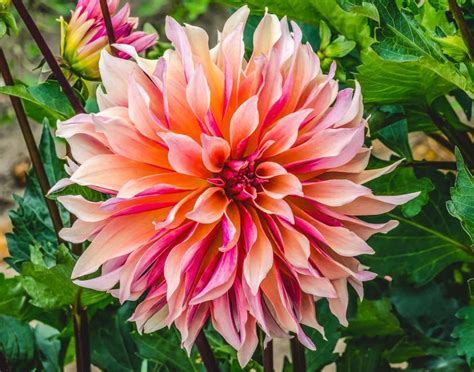 Dahlia Varieties To Adore A Comprehensive Guide To These Stunning Blooms