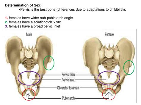 Forensic Anthropology Ppt Download