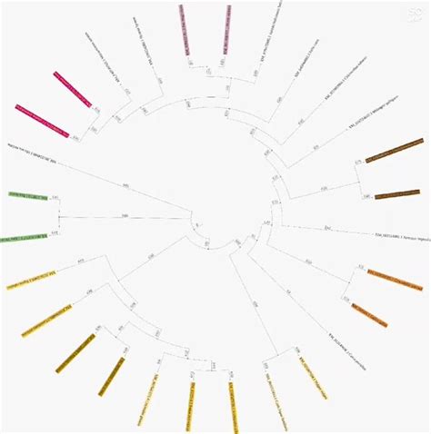 Create The Phylogenetic Tree And Biological Data Analysis By Arifdin