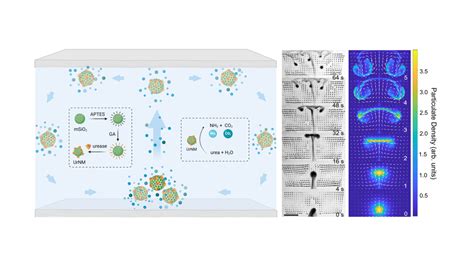 collective buoyancy driven dynamics in swarming enzymatic nanomotors