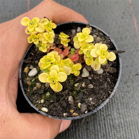 Sedum Makinoi Ogon Let Love Grow Succulent And Cactus