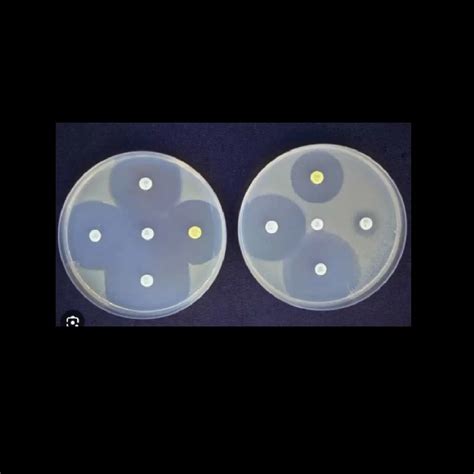 Oxoid™ Cephalexin Antimicrobial Susceptibility Discs 30 µg Discos De