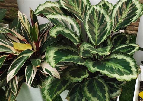 Calathea Plant Varieties