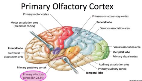 Primary Olfactory Cortex