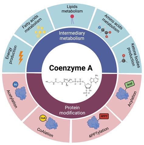 Coenzyme Diagram At Adelina Simmons Blog