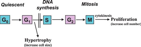phases of the cell cycle sequential transition through each phase of