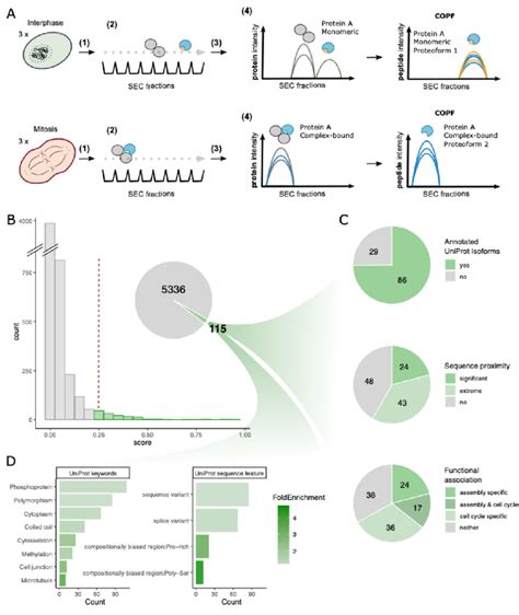 Global Insights Into Cell Cycle And Assembly Specific Proteoforms In