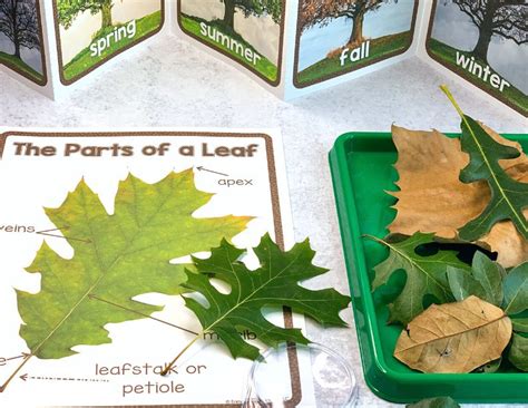 science investigation bundle early learning ideas
