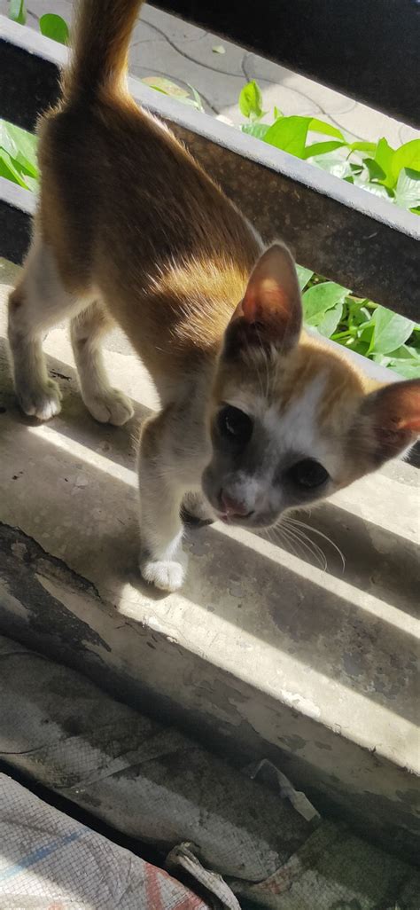 Cute Cat Kucing Peliharaan Foto Gratis Di Pixabay Pixabay
