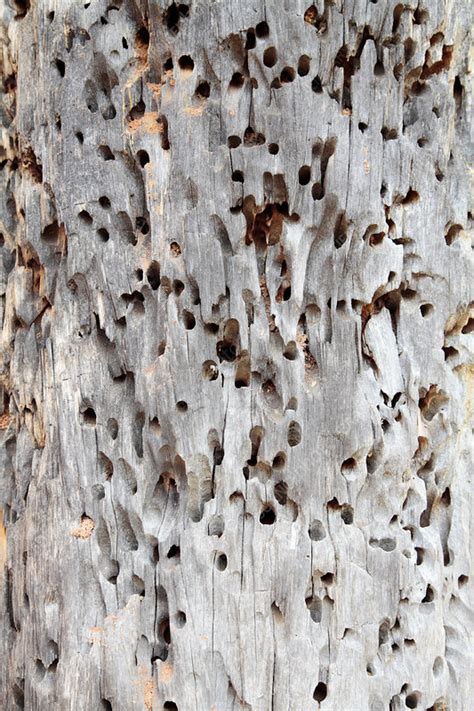 Insect Holes In A Tree Trunk Stock Image F0202530 Science Photo Library