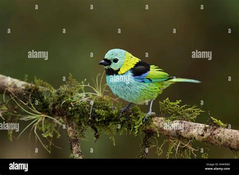 Green Headed Tanager Tangara Seledon Atlantic Rainforest Brazil
