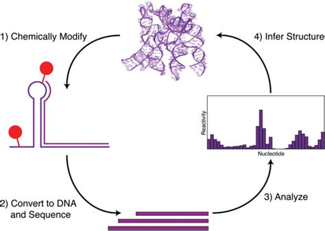Chemical Probing Of RNA Structure Specific Chemicals Covalently Modify Download Scientific