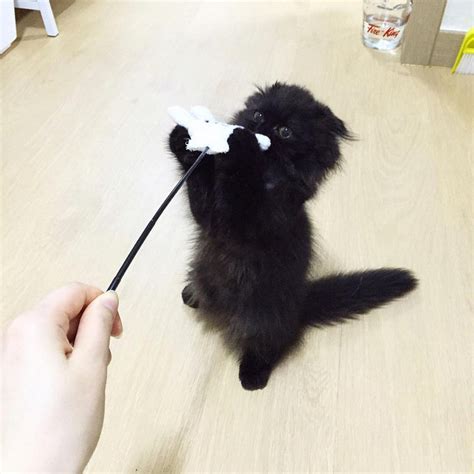 Gimo The Cat Will Mesmerize You With His Big Bold Eyes