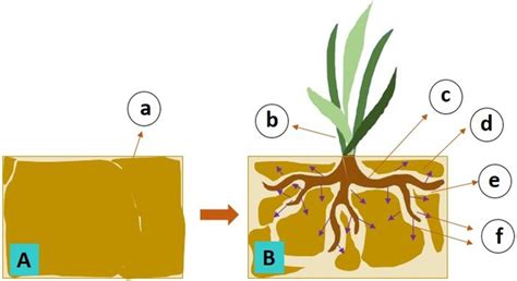 Diagrammatic Representation Of The Mechanism By Which Plant Roots Make Download Scientific