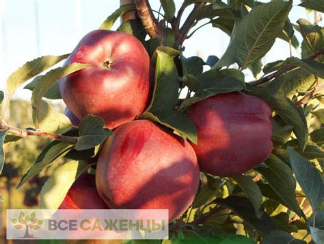 Цена на Яблоня Ред Чиф - купить саженцы